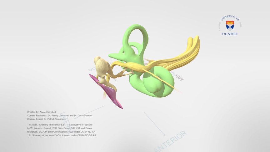 Anatomy of the Inner Ear - Download Free 3D model by University of ...