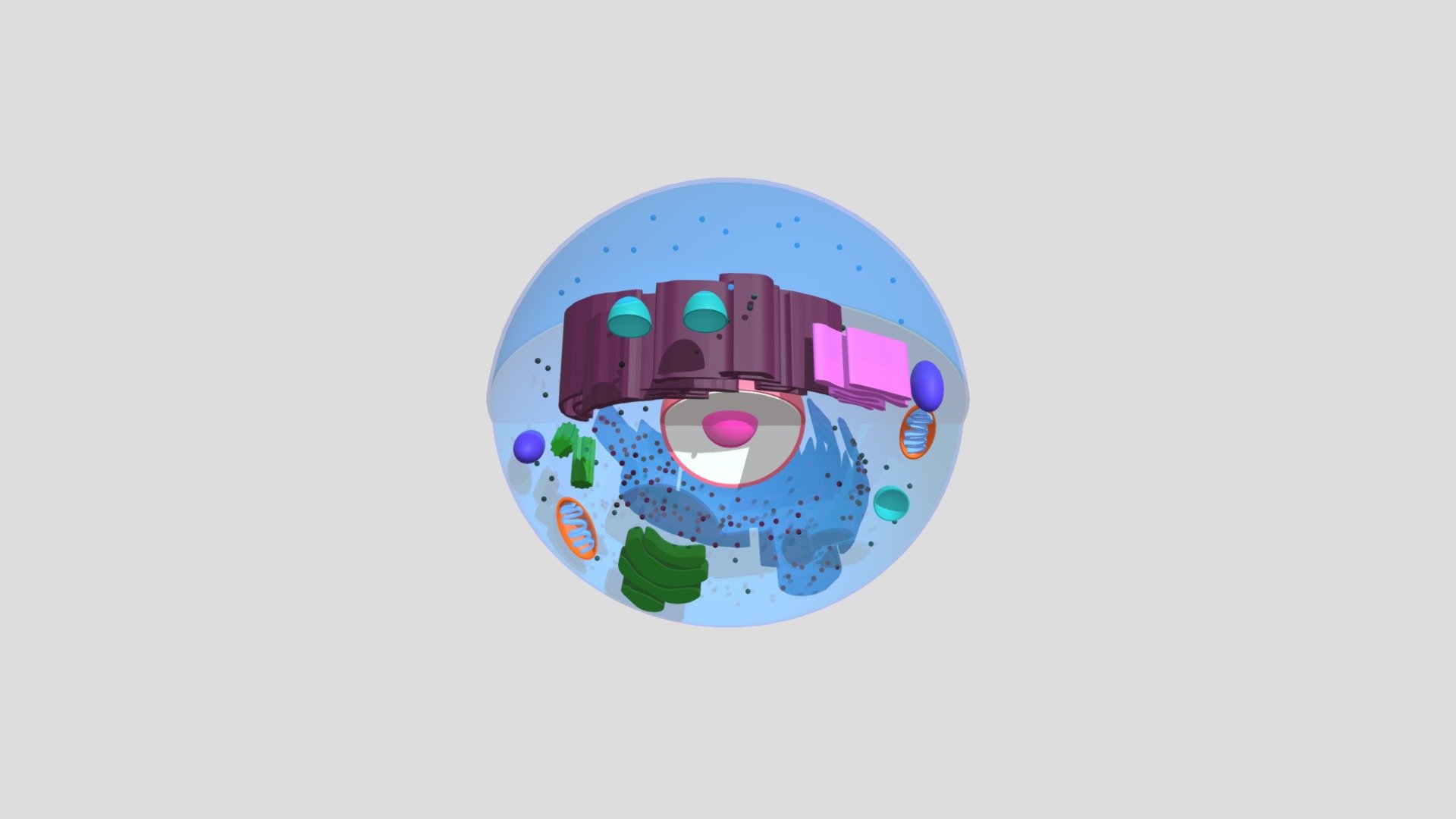 Animal Cell - 3D model by zhanimka7894 [f810647] - Sketchfab
