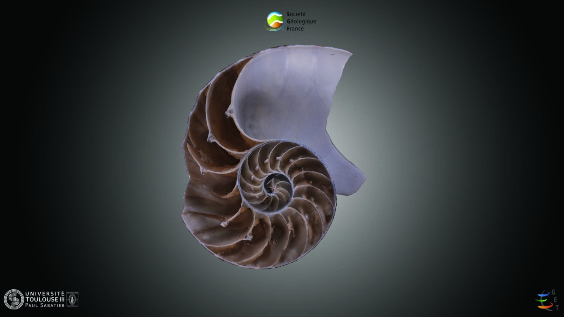 Cephalopode - Nautilus sp. - Download Free 3D model by Société ...