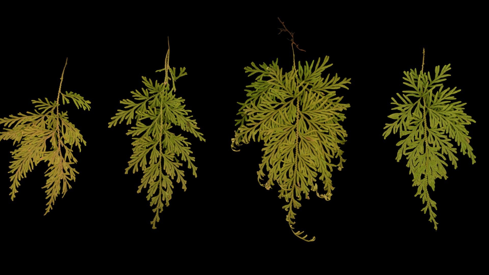 CC0 カタヒバ Medicinal Spikemoss, S. involvens - Download Free 3D model by ...