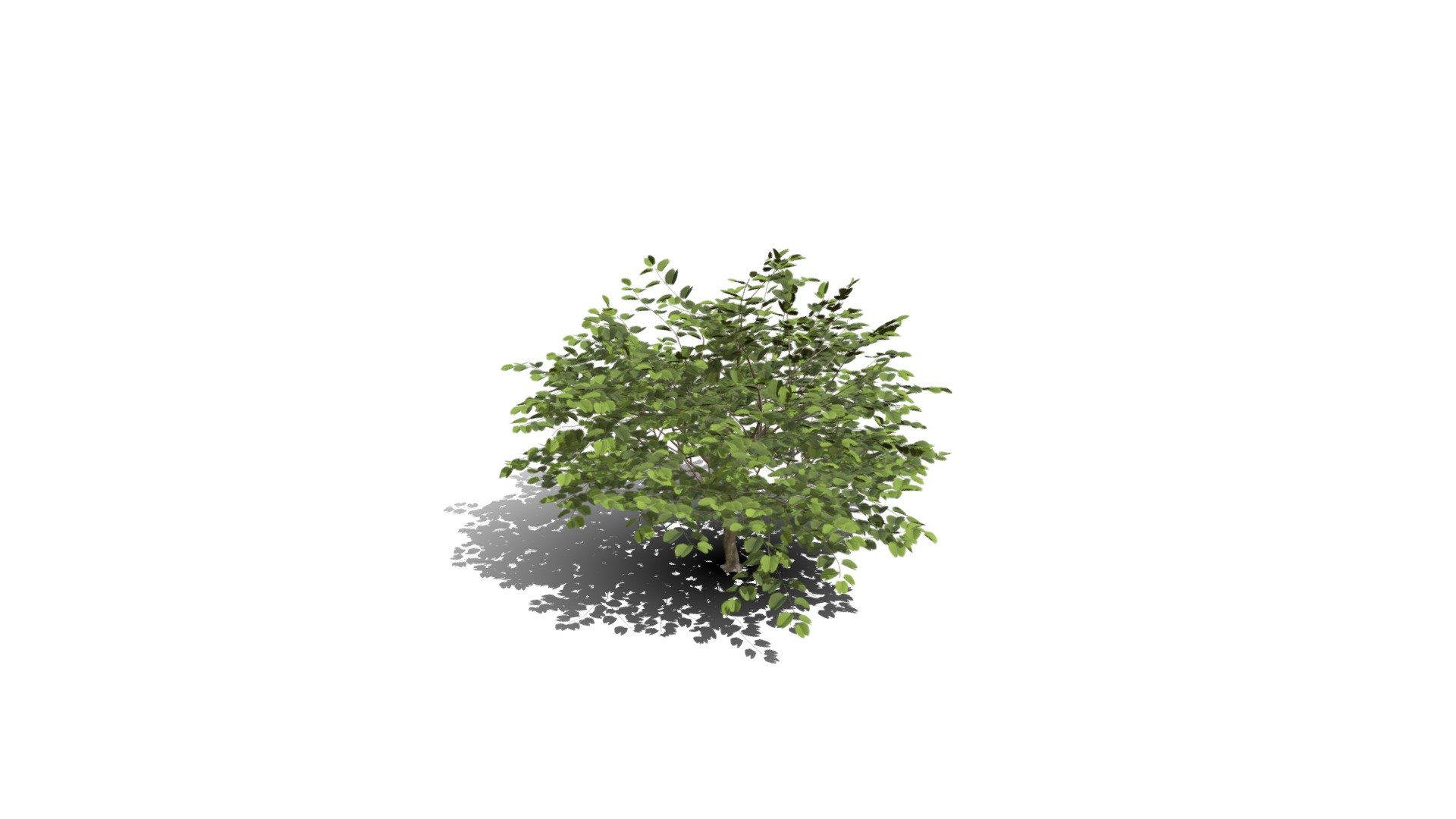 Realistic HD Hong Kong orchid tree (37/40) - Download Free 3D model by ...