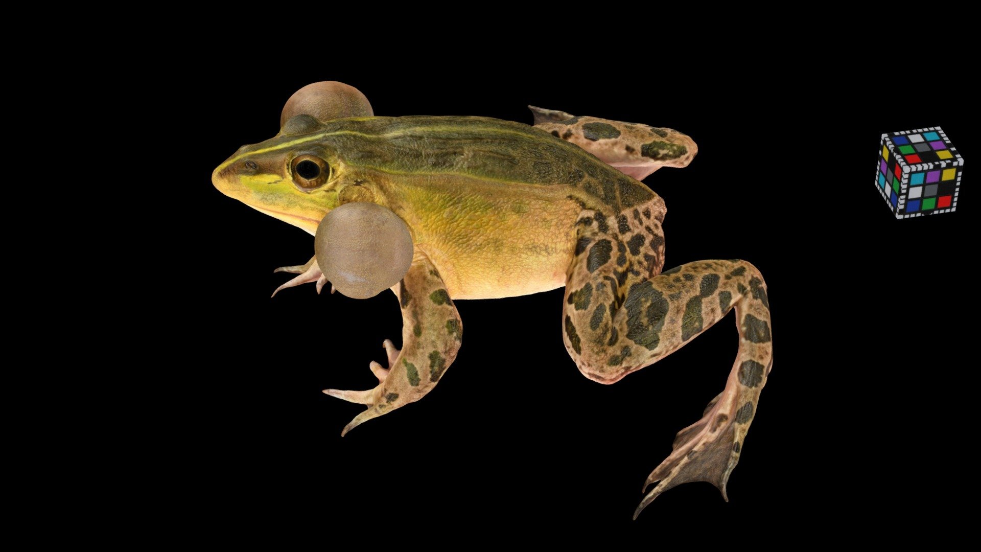 トノサマガエル 🐸 ♂ Black-spotted Pond Frog - 3D model by ffish.asia / floraZia.com (@ffishAsia-and ...