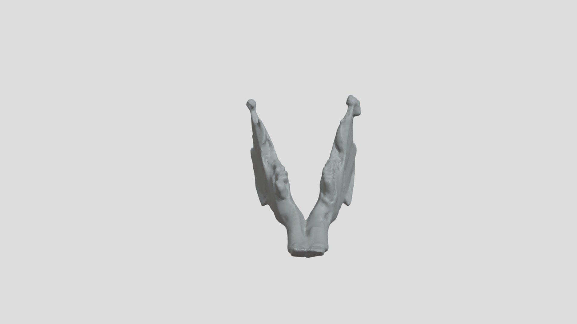 Rabbit Mandible - 3D model by VetKaset [f8276c2] - Sketchfab