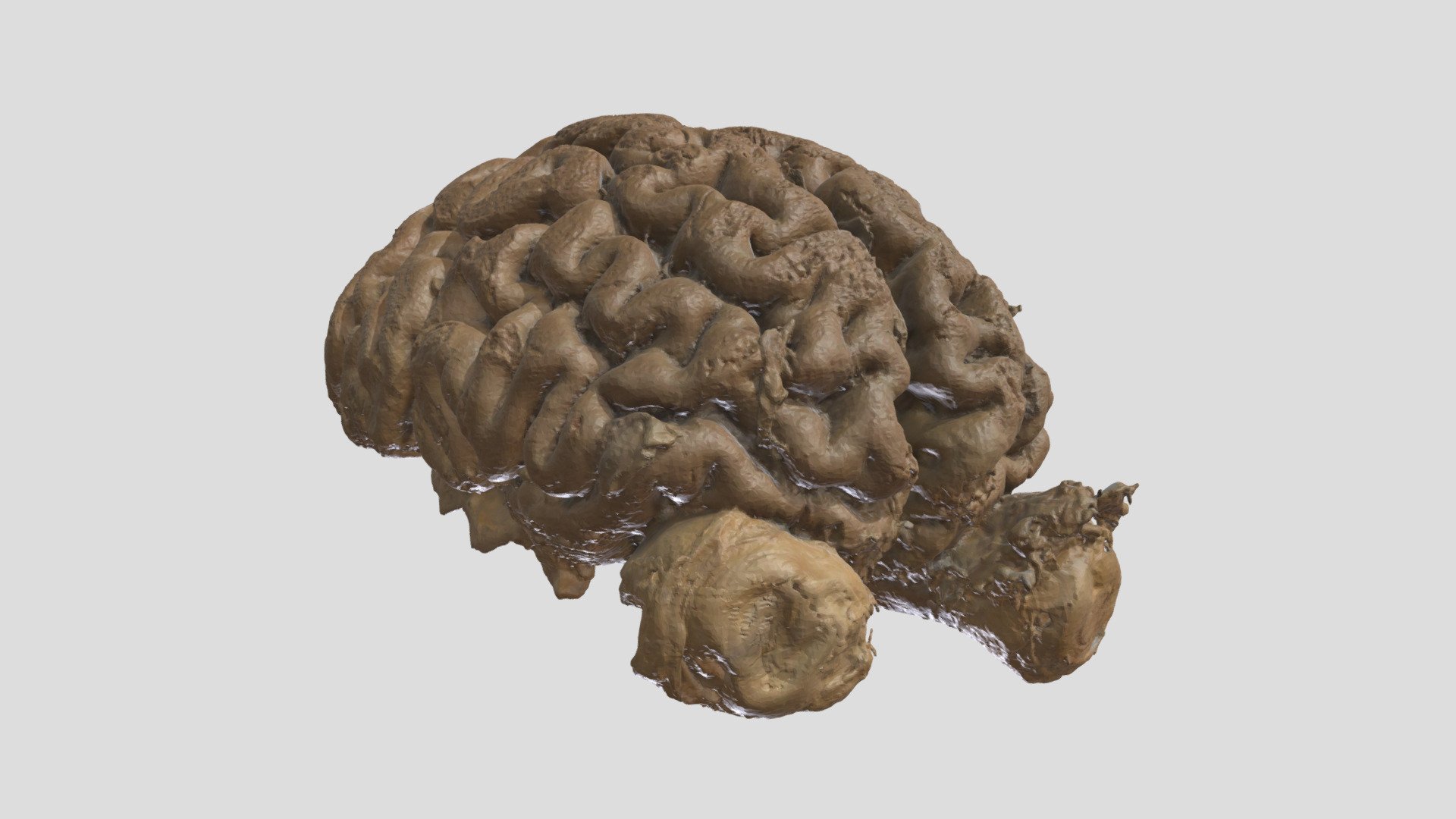 Human Brain Visual Pathway - Download Free 3D model by CU Modern Human ...