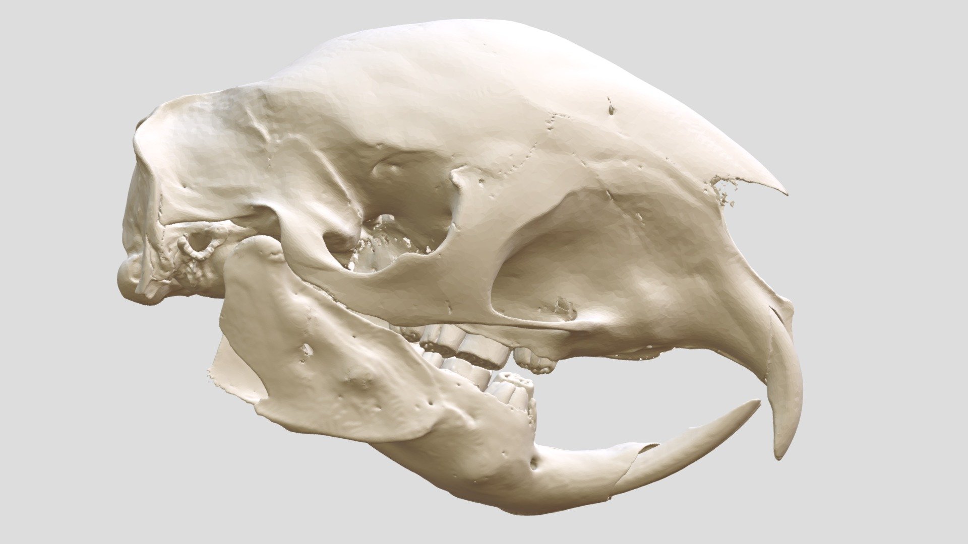 Hystrix africaeaustralis (MSB:Mamm:43032) - 3D model by Biodiversity ...