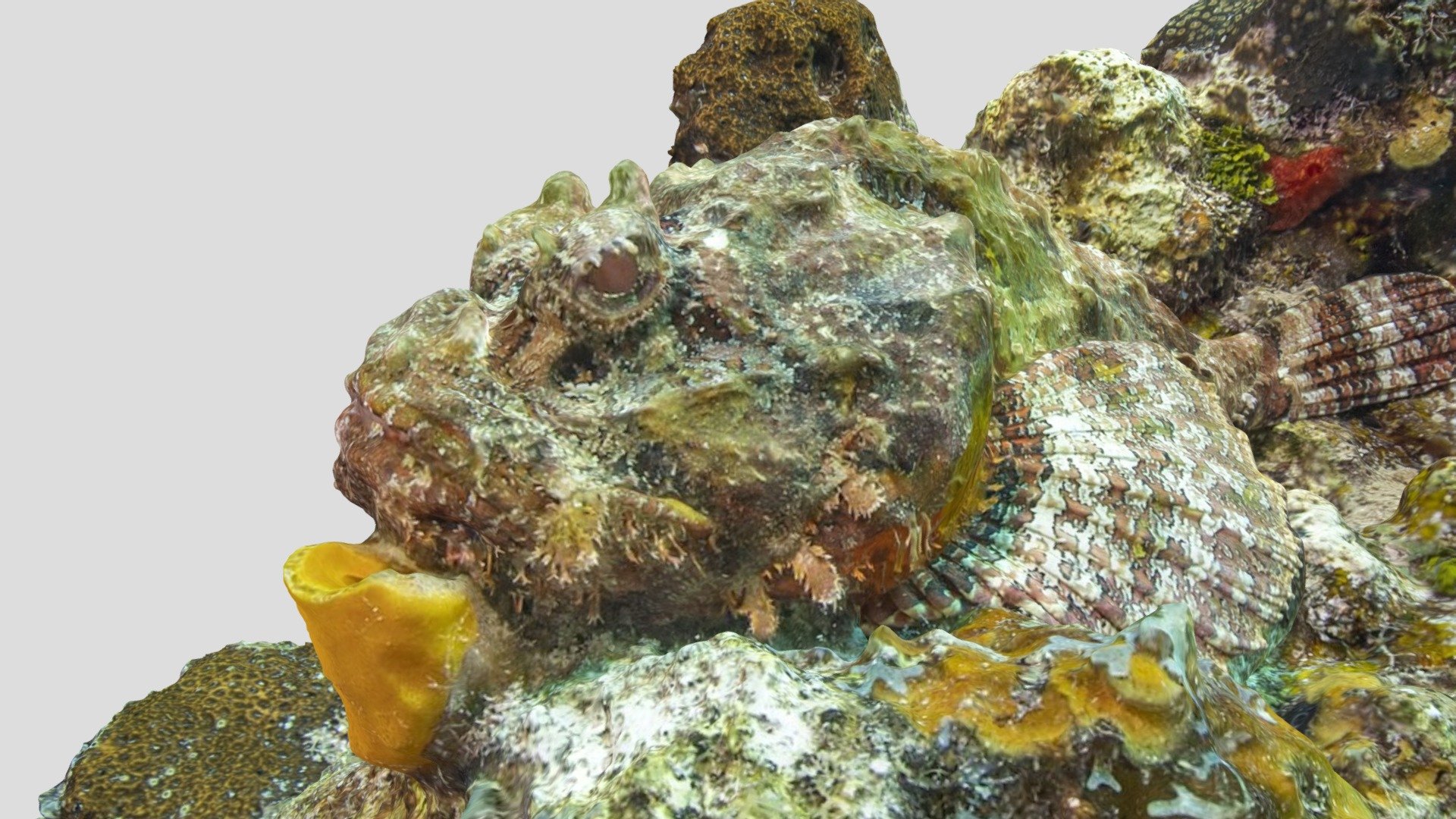 Scorpionfish / Scorpaena plumieri - Download Free 3D model by Patric ...