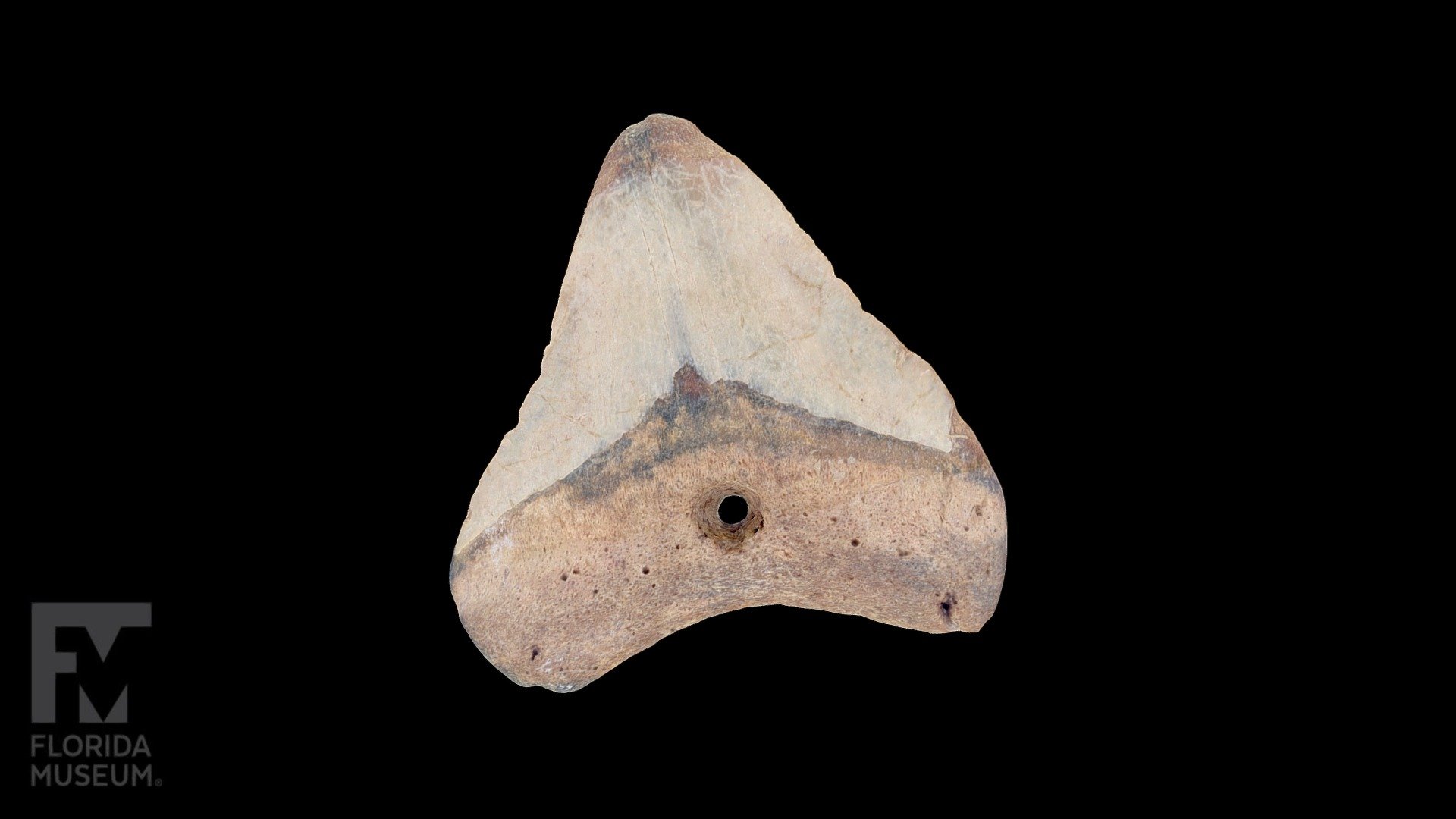 Fossilized shark tooth - 3D model by FloridaMuseum [f837542] - Sketchfab