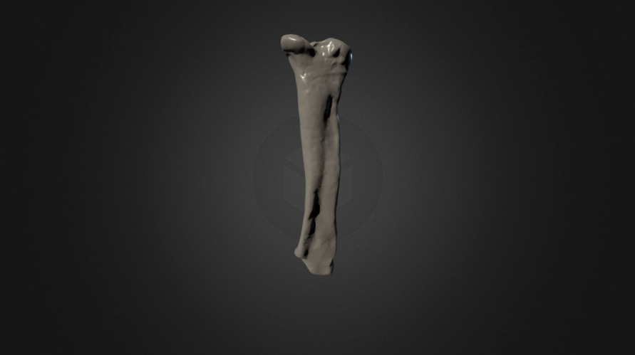 Nothronychus mckinleyi right tibia - 3D model by ScholarlyCommons [f83a7b2] - Sketchfab