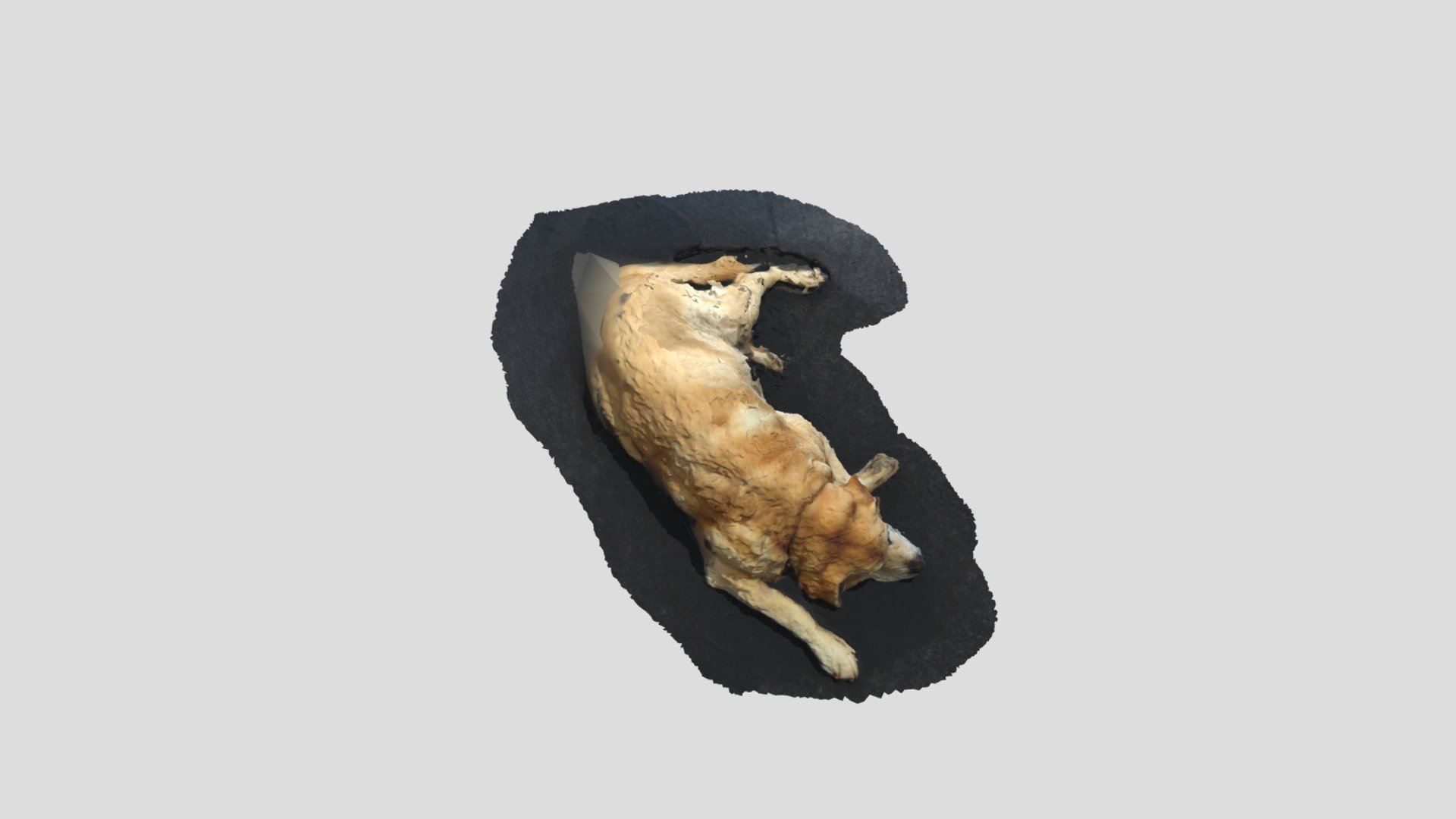 Perro labrador - 3D model by jordimapav [f83c24b] - Sketchfab