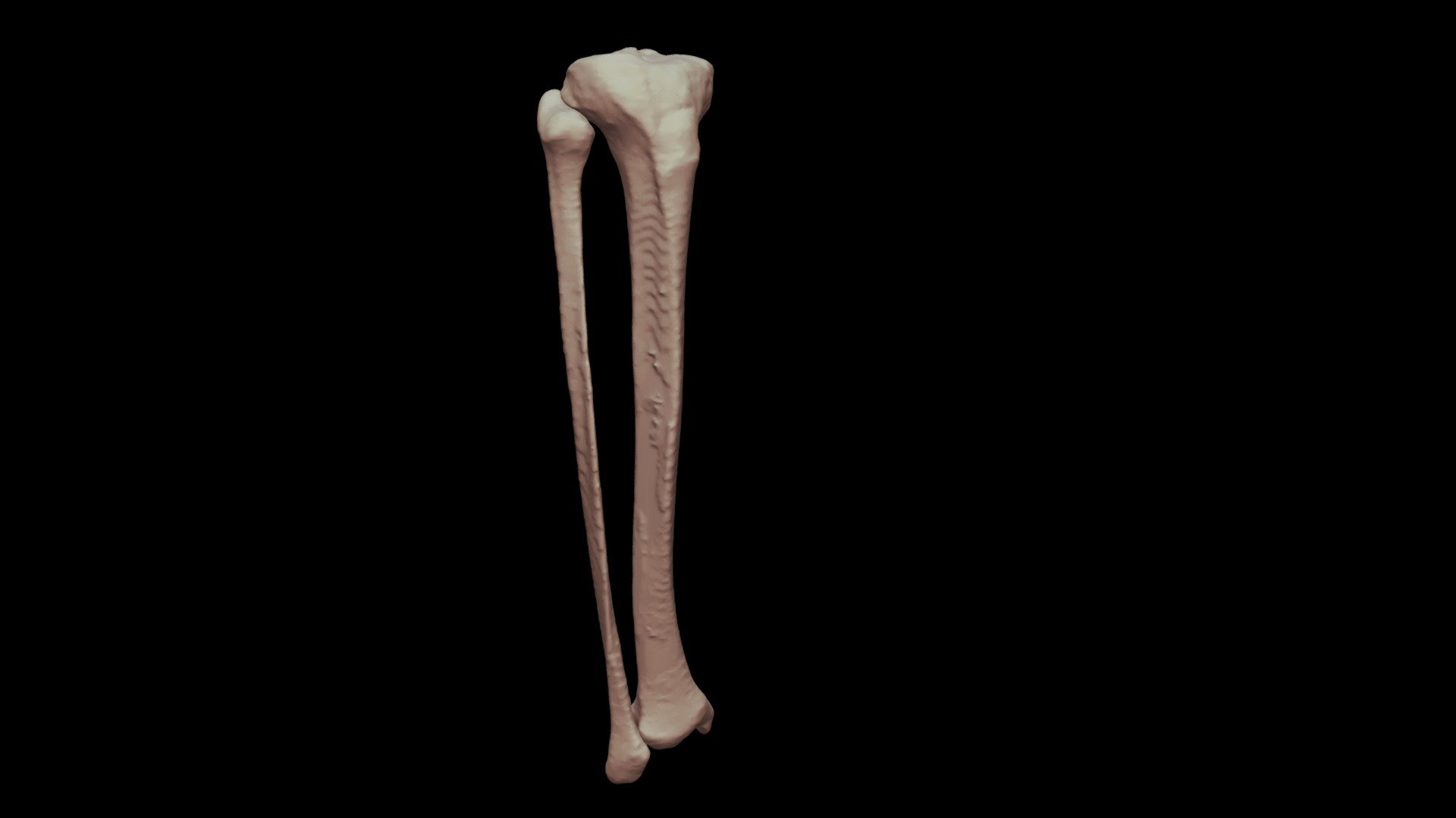 Tibia Fibula (avec labels) - 3D model by Prof. Serge VAN SINT JAN ...