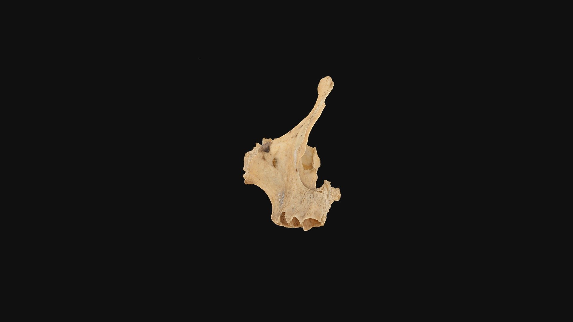 Hueso Maxilar - 3D model by Tomás Yunge (@tomasyunge) [f849de2] - Sketchfab