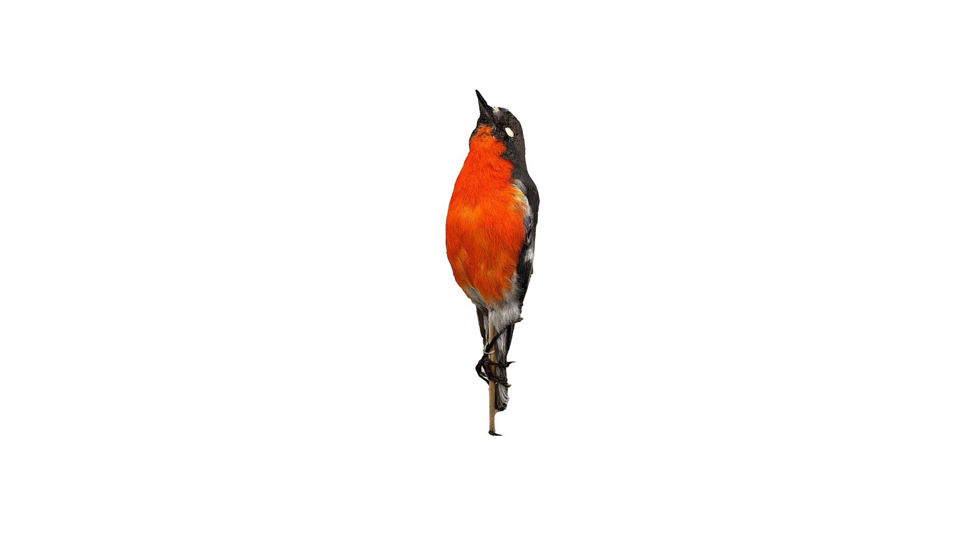 Study Skin - flame robin, male ♂ - 3D model by Queen Victoria Museum ...