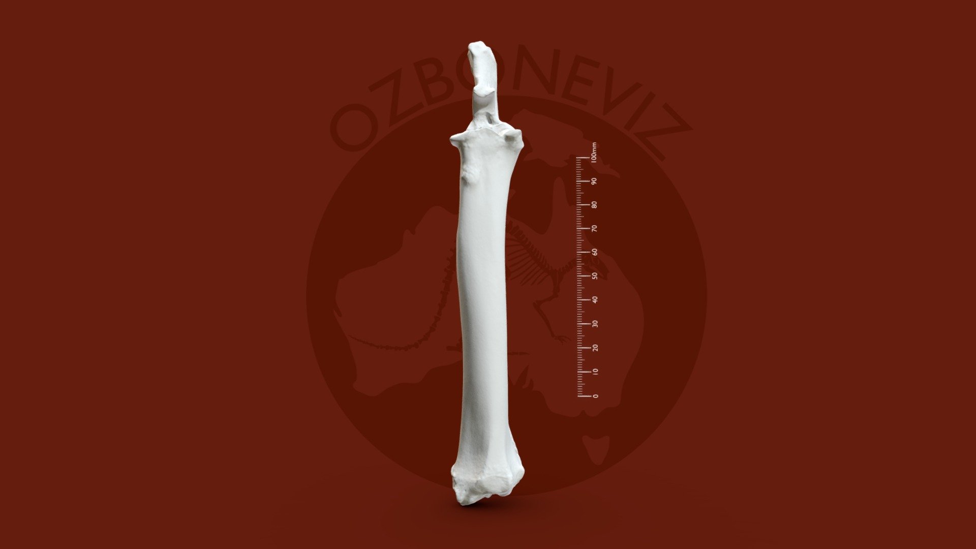 Domestic goat radio-ulna - 3D model by Ozboneviz [f8582a0] - Sketchfab