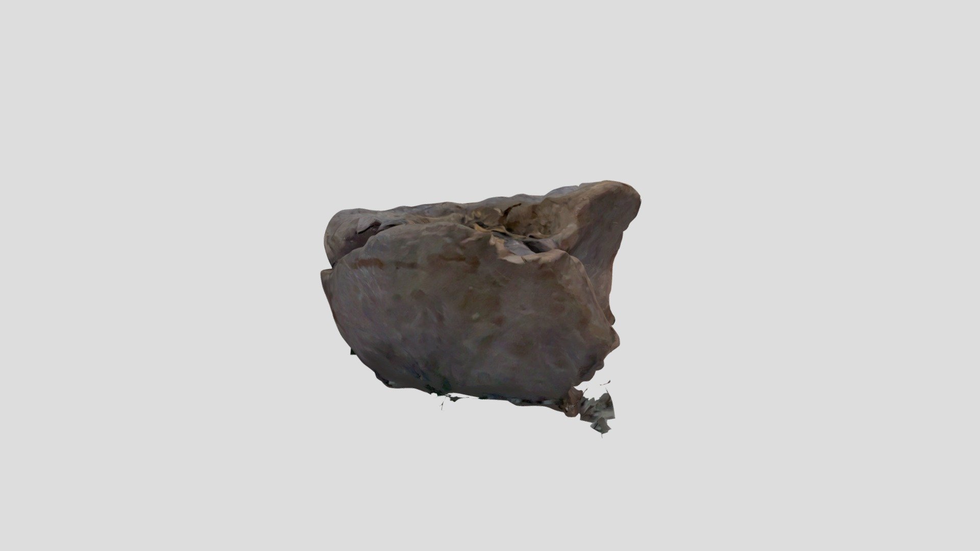 Right lung (costal surface) - 3D model by prajjawalit [f867321] - Sketchfab