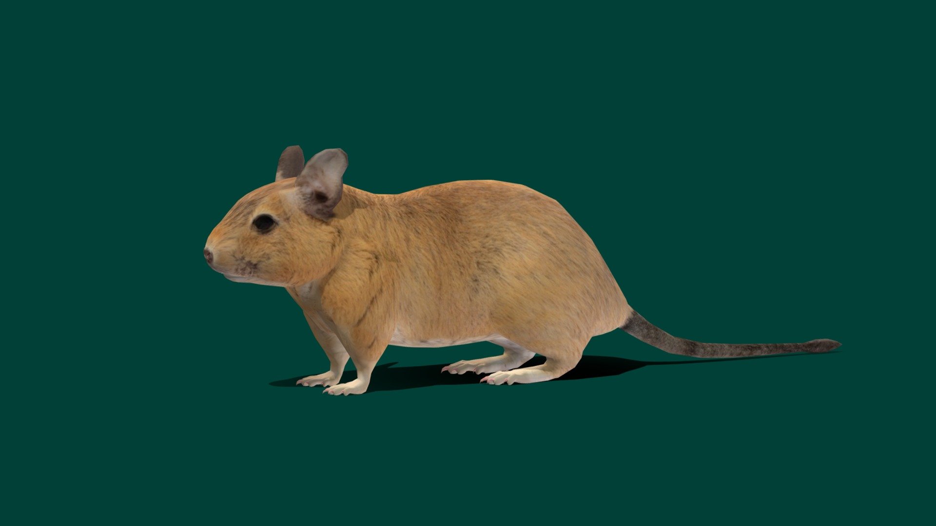 Degu (LowPoly) - 3D model by Nyilonelycompany [f86f7b0] - Sketchfab