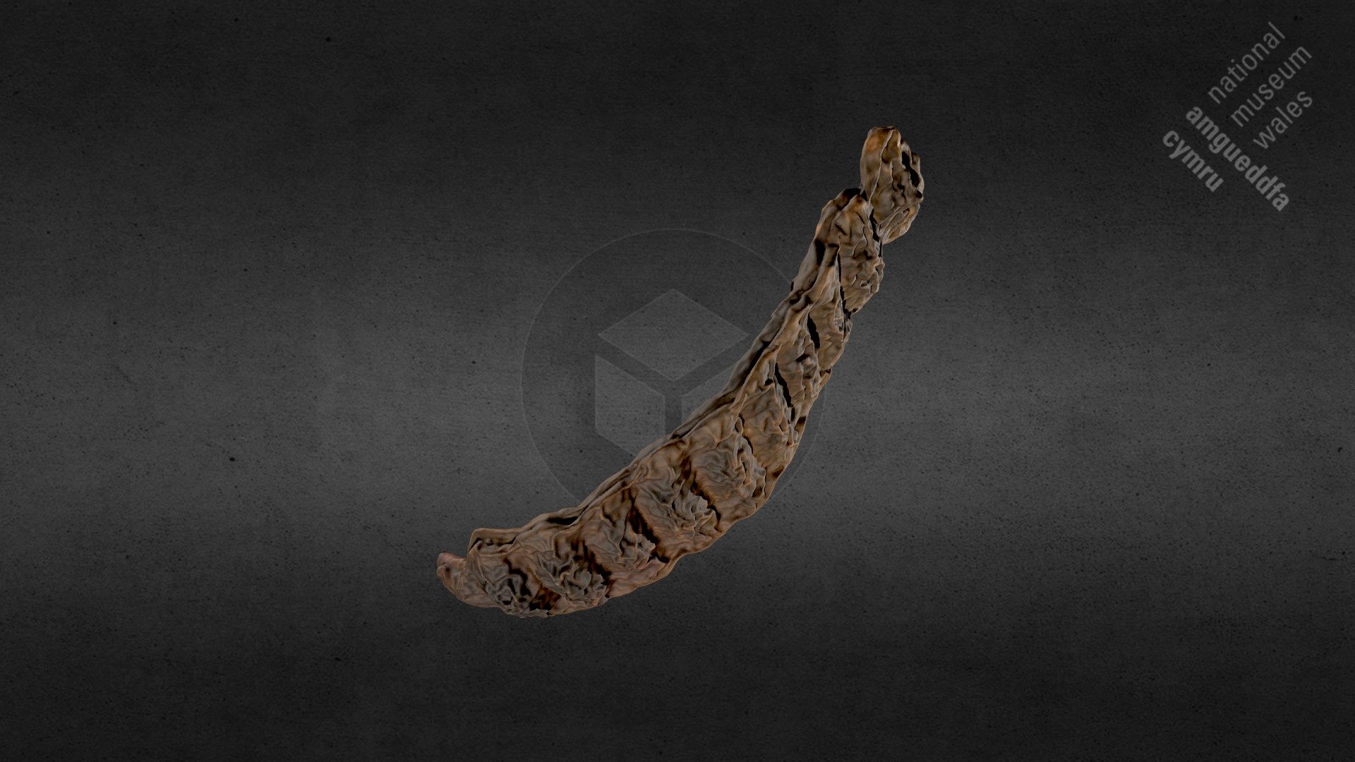Senegalia rugata - Shikakai - 3D model by Amgueddfa Cymru - Museum ...