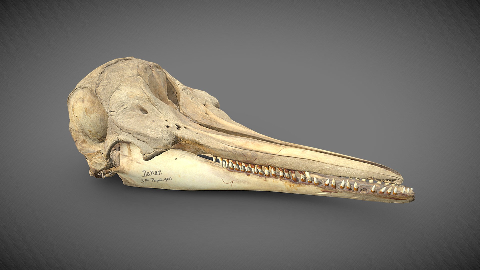 Dauphin de Teusz - Download Free 3D model by Alienor.org, Conseil des musées (@alienor.org ...
