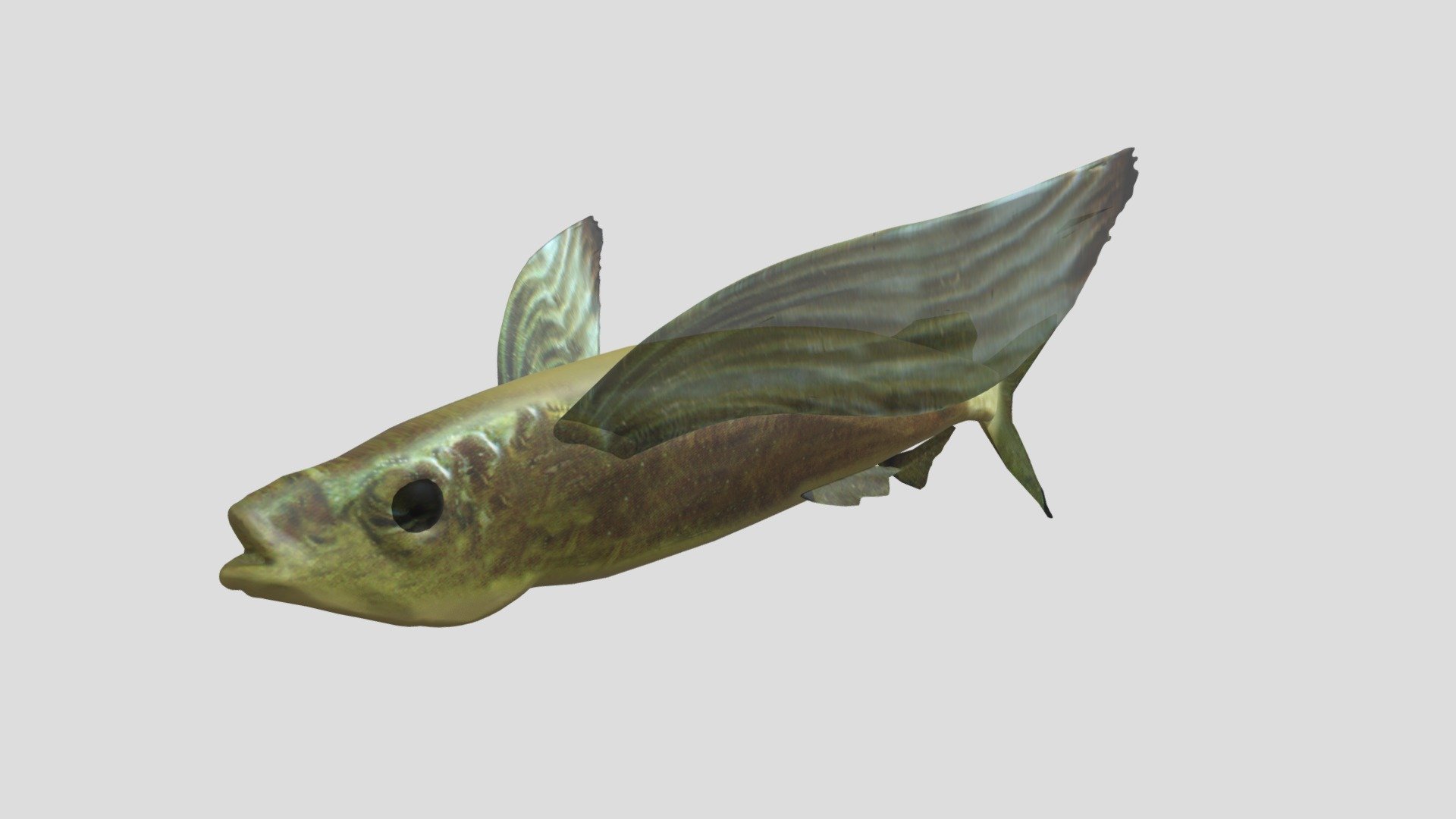 Exocoetidae - Download Free 3D model by victorberdugo1 [f89b7de ...