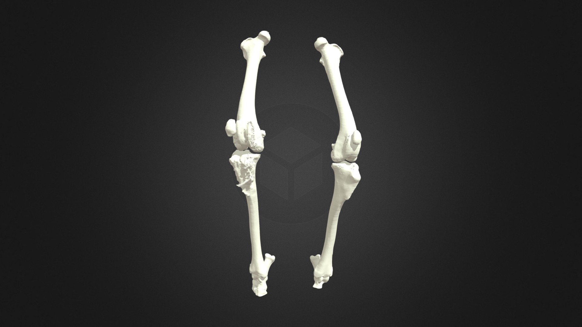 Canine Right Lateral Patellar Luxation - 3D model by yuhuihuang ...