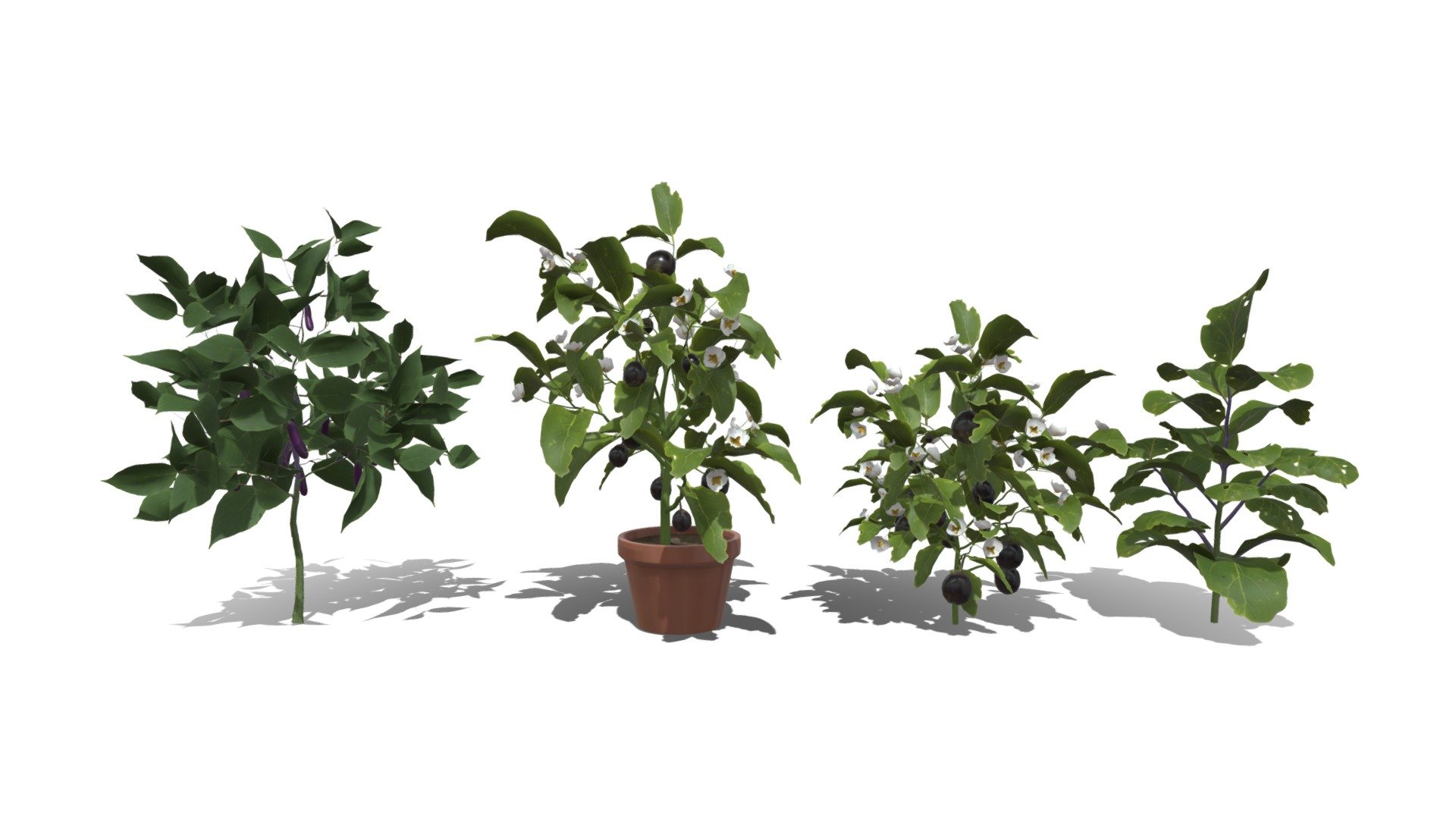 Eggplant Plant 3D Model - Buy Royalty Free 3D model by hkhalif [f89bdc2 ...