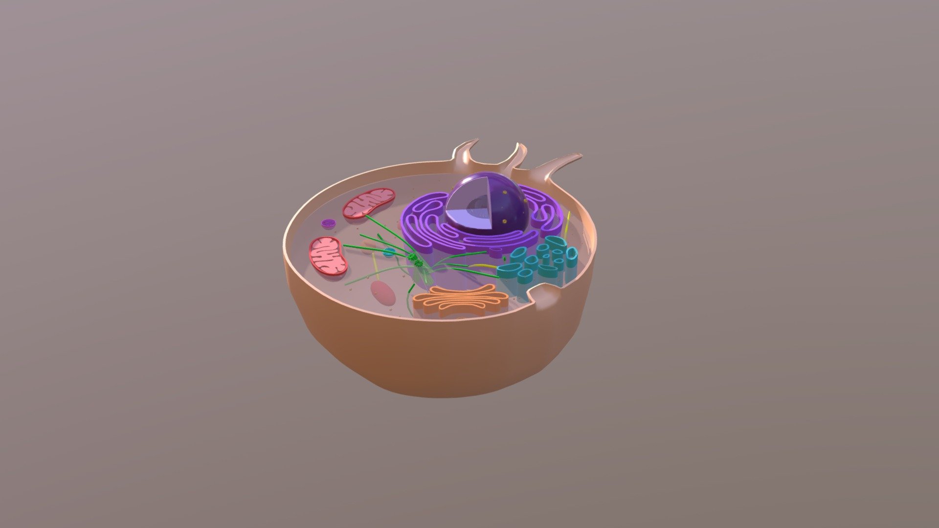 02 Cell Animal - 3D model by Chai.Kararam [f89e435] - Sketchfab