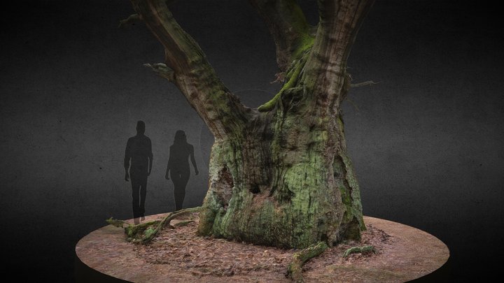 Old_tree 3D models - Sketchfab