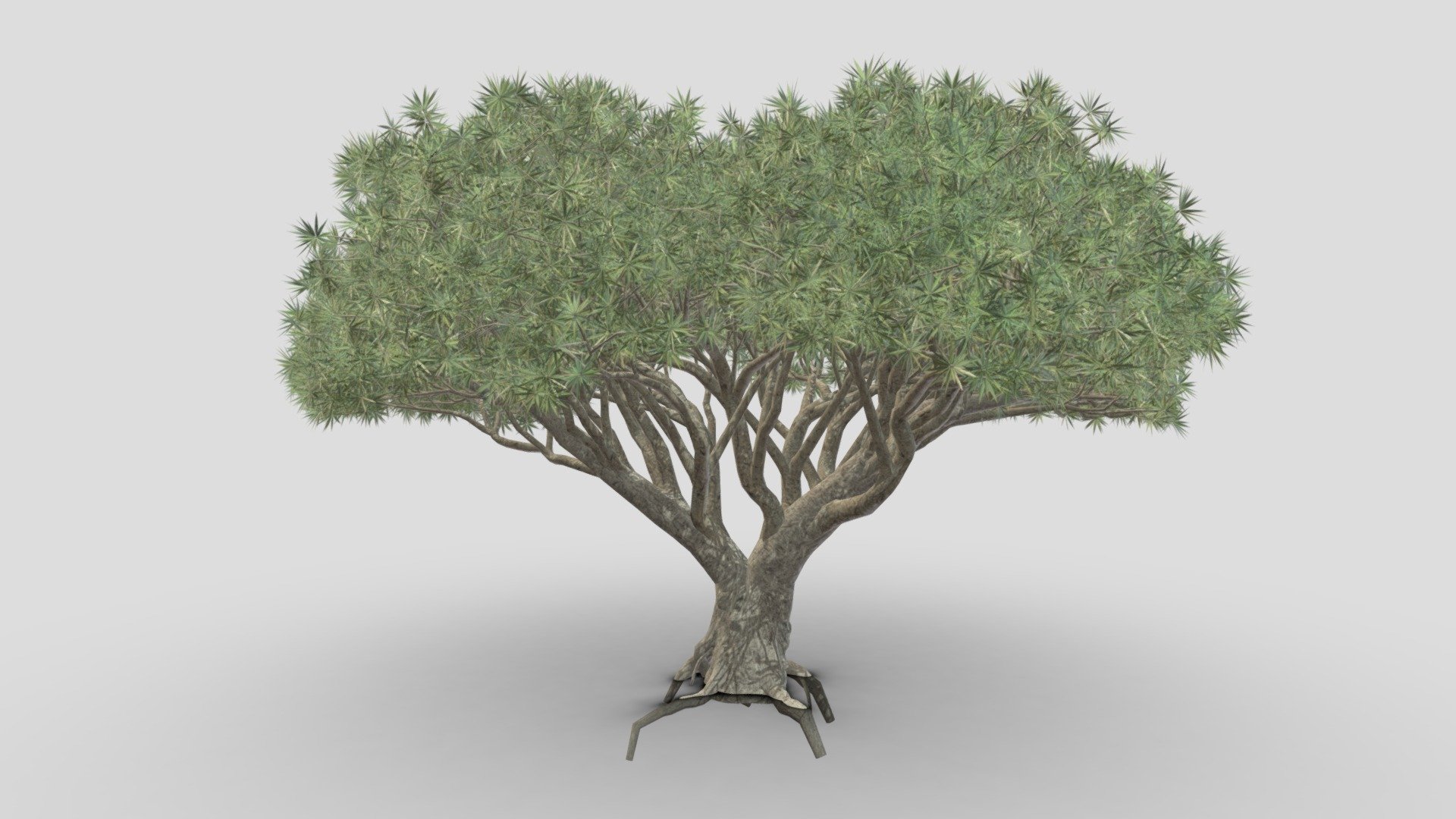 Dracaena Hero- 06 - 3D model by ASMA3D [f8a0b08] - Sketchfab