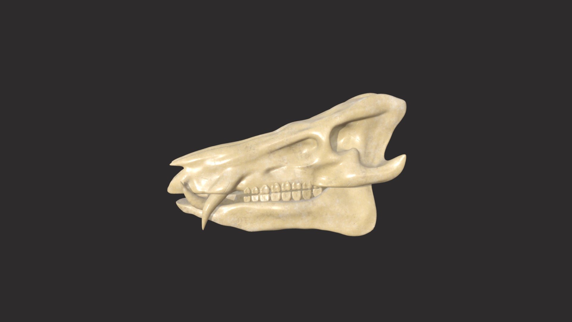 Boar Skull with Keychain Loop - Download Free 3D model by emicho ...