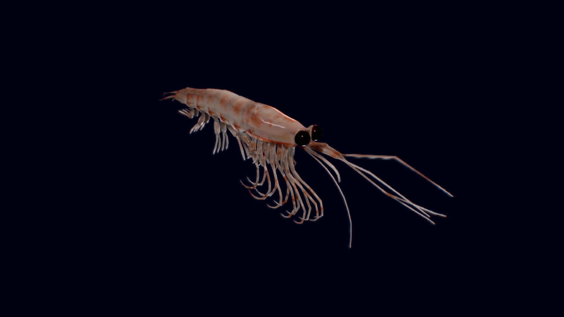 Game asset - Planktomania - Krill - Download Free 3D model by Yann ...
