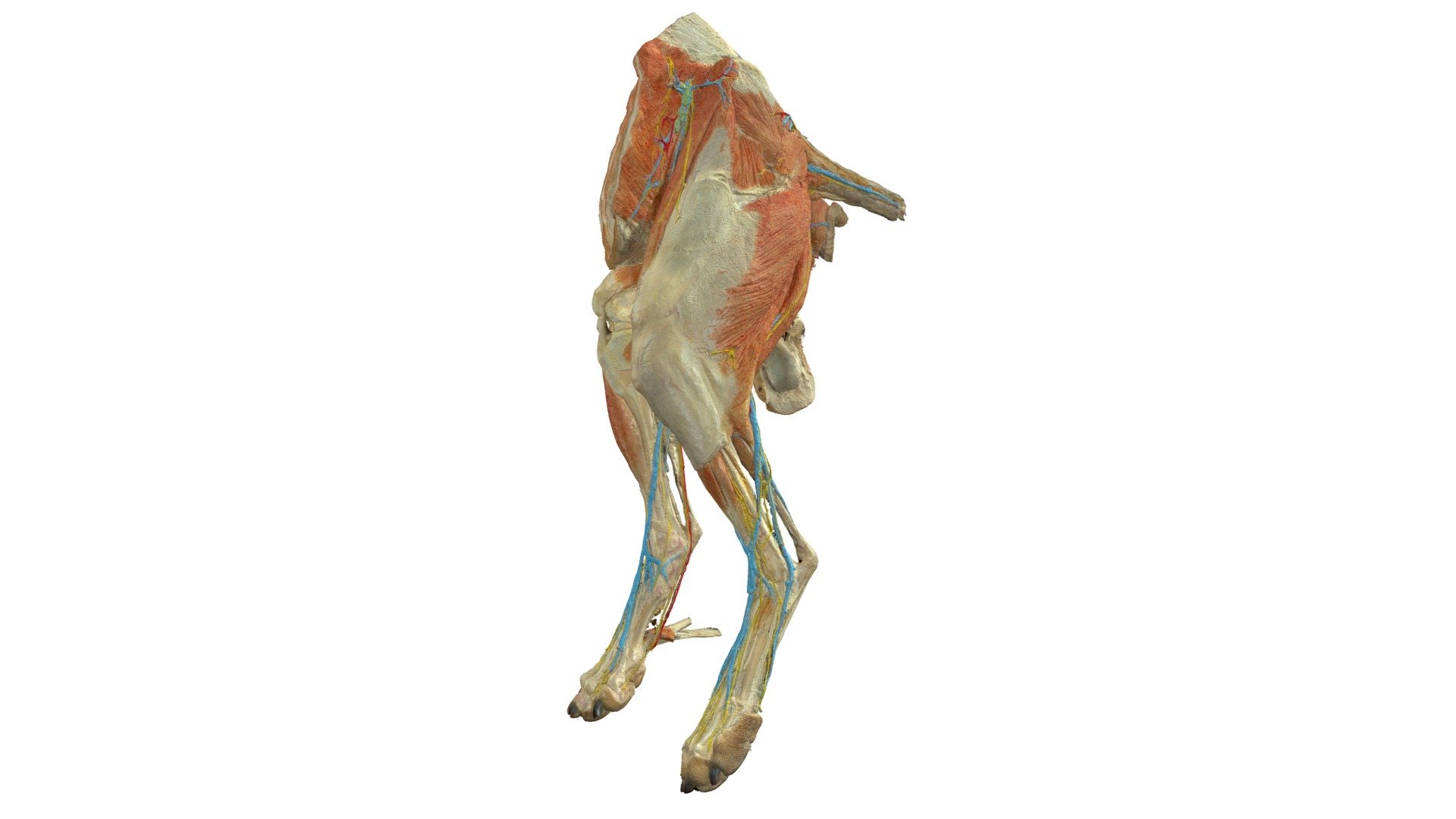 Dog, Hindlimbs and Pelvic Reg, Topo (Plastinate) - 3D model by Vetanat ...