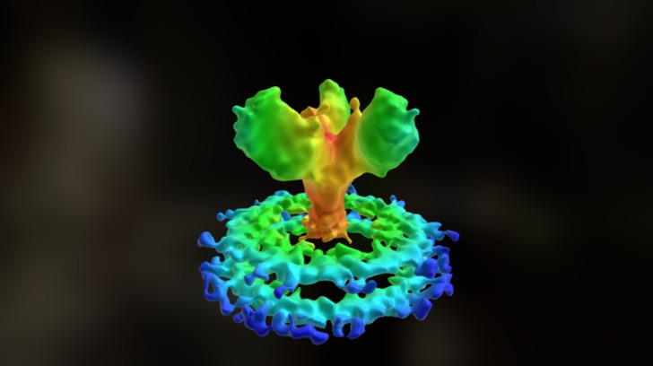 EMDB › EMD-8630 - 3D model by Interactive 3D Data (@proteinsimulation ...