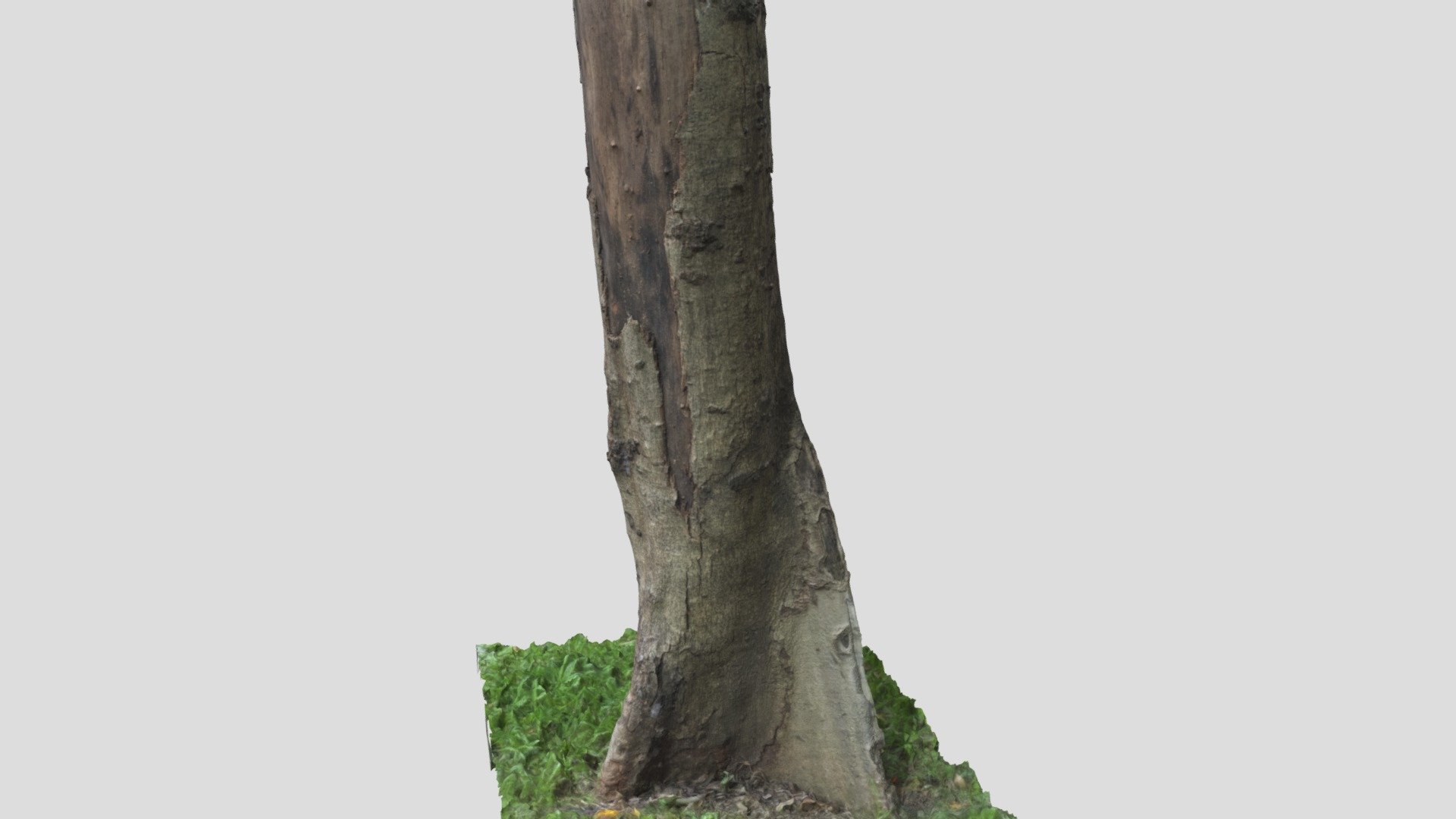 Tree 20 Scan - Download Free 3D model by joeshu [f8b18a0] - Sketchfab