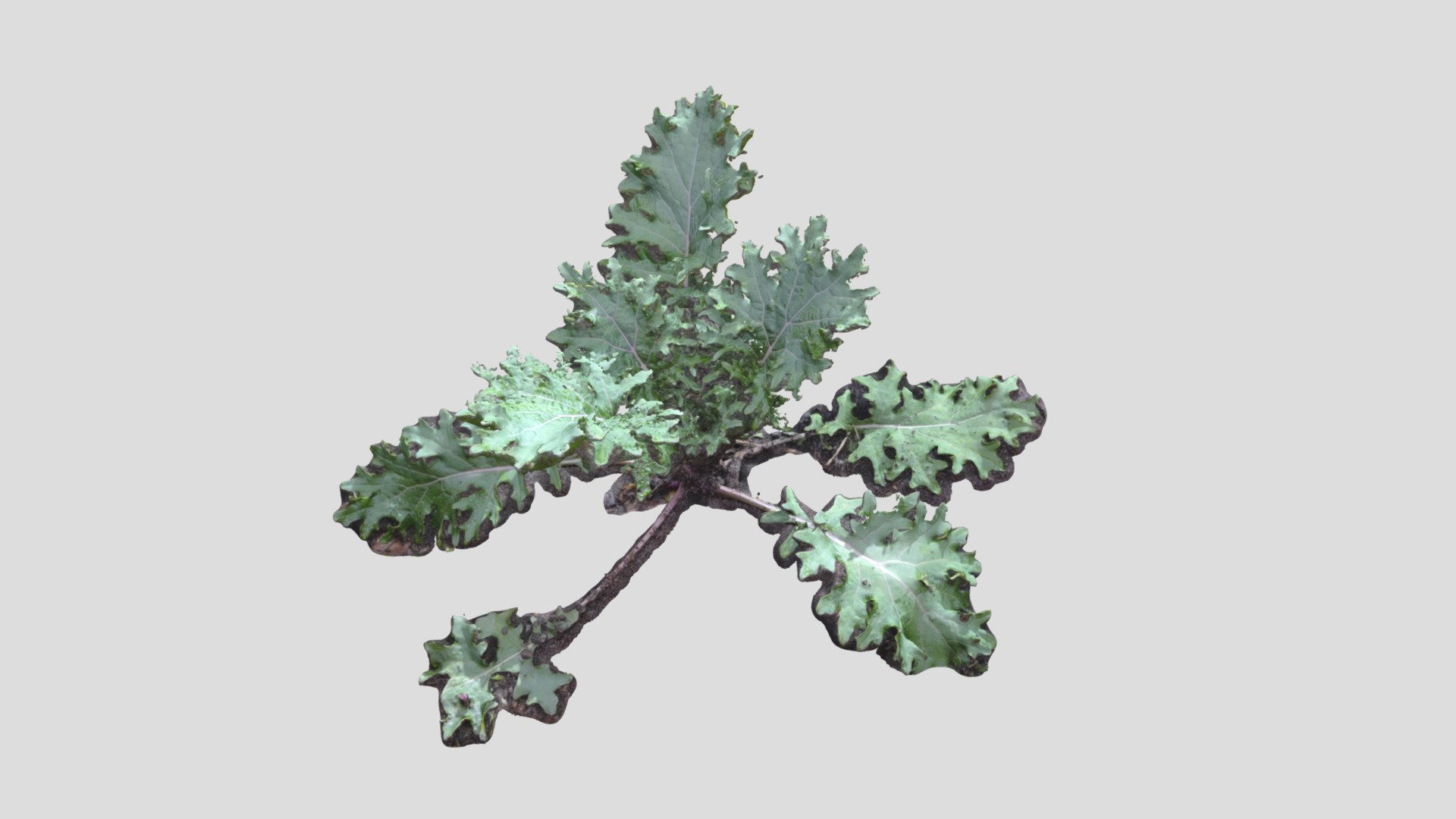Garden Kale - 3D model by crumplecup [f8b22a8] - Sketchfab