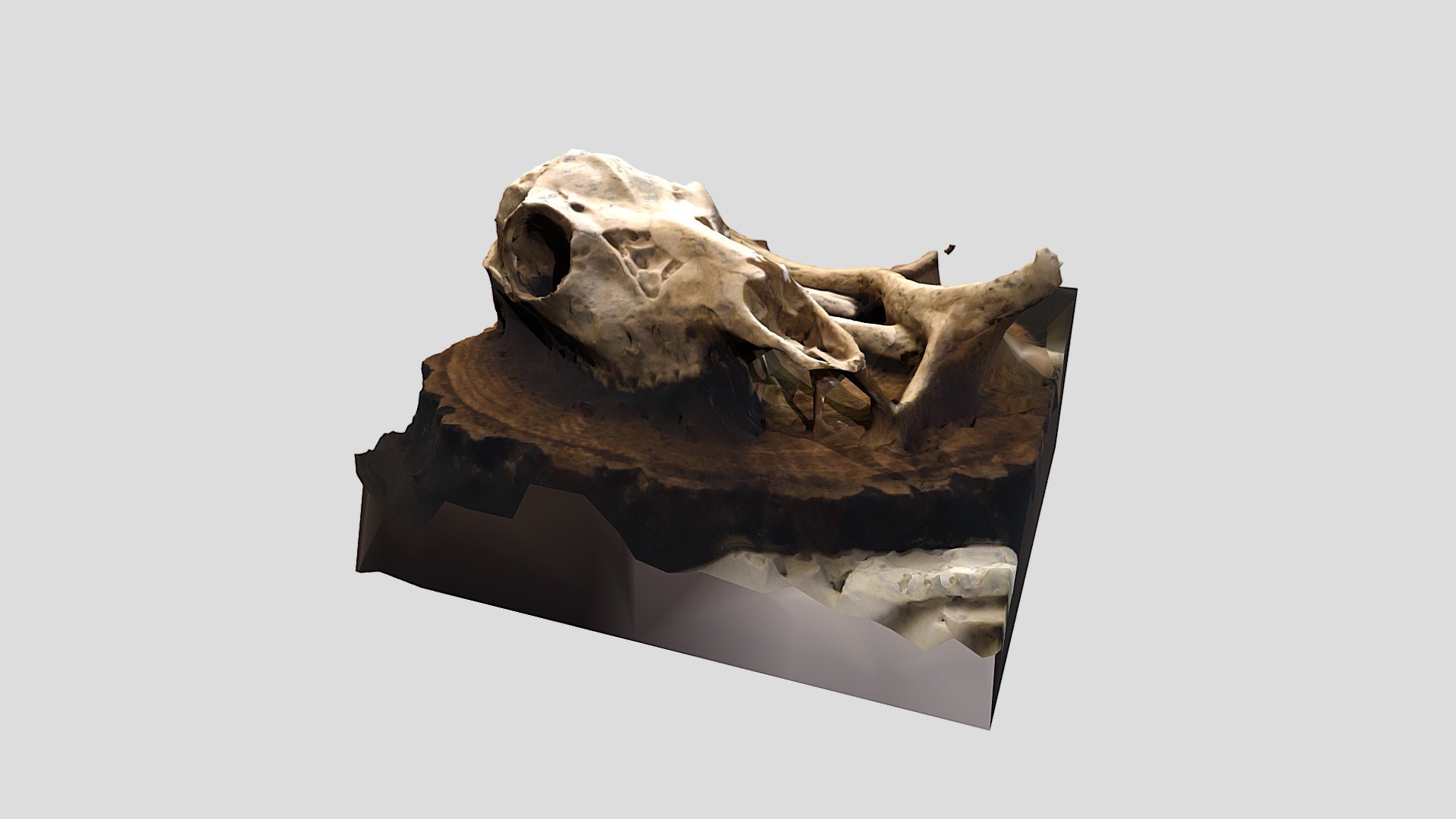 Fallow deer skull - Download Free 3D model by Geomethierry [f8b344f ...