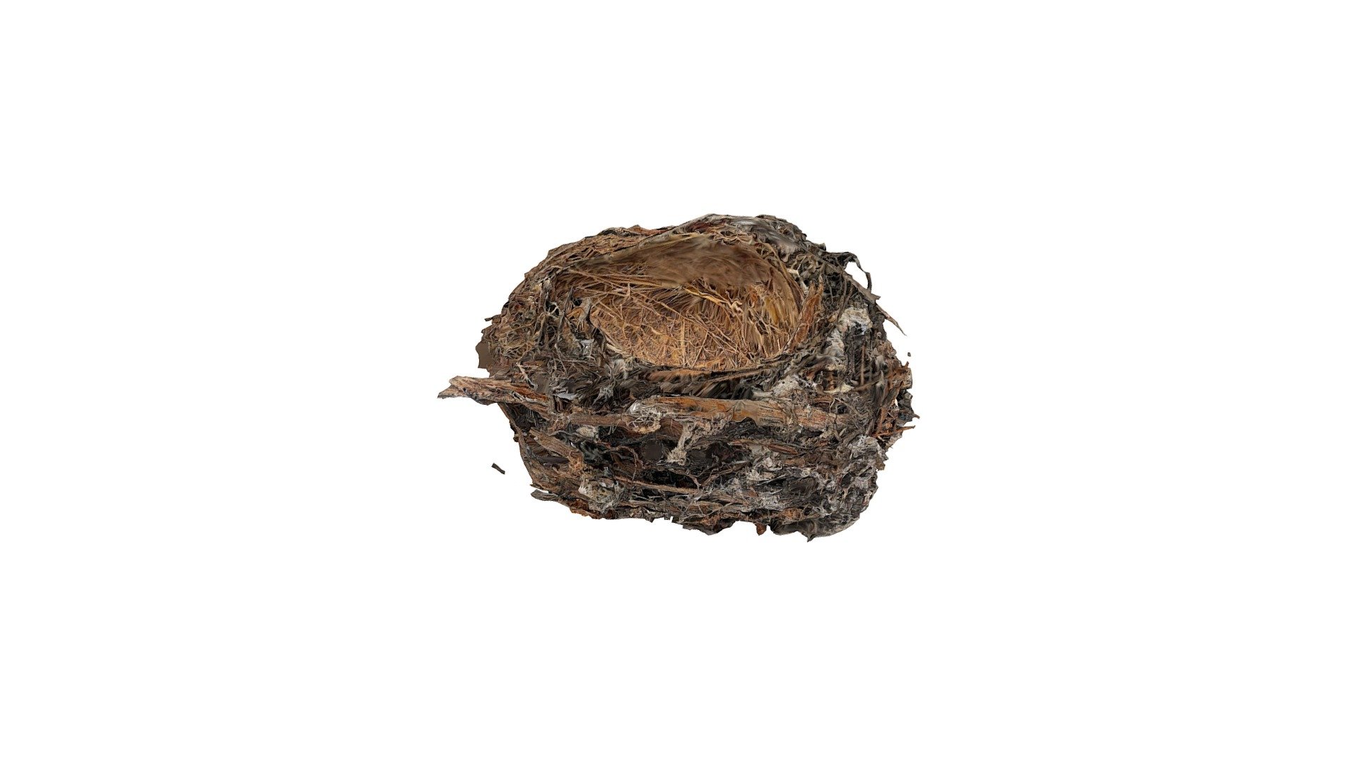 Nest - Tasmanian dusky robin - 3D model by Queen Victoria Museum and ...