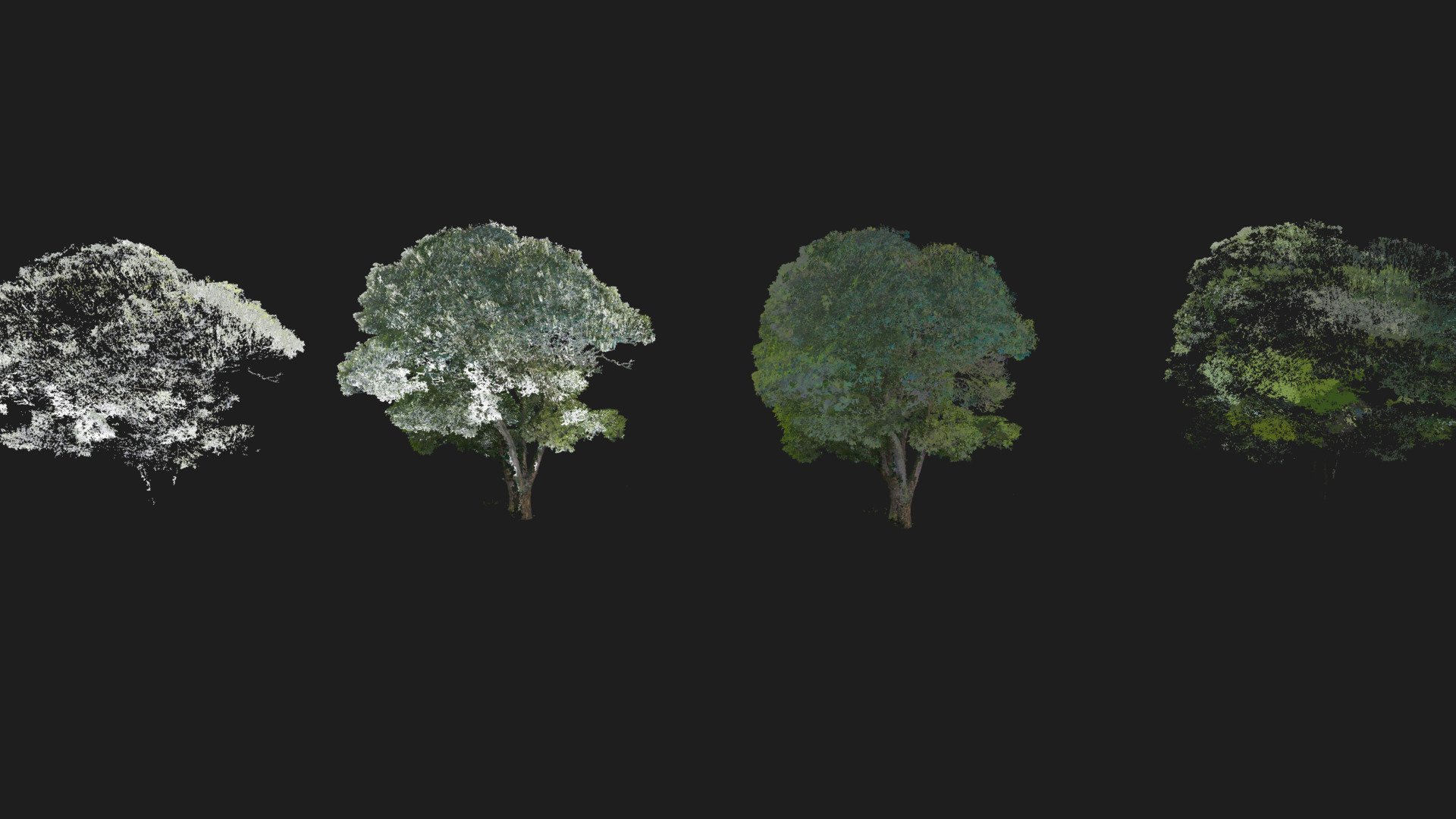 Point Cloud Tree - 3D model by Lukke (@luke.ransfield) [f8badf3 ...