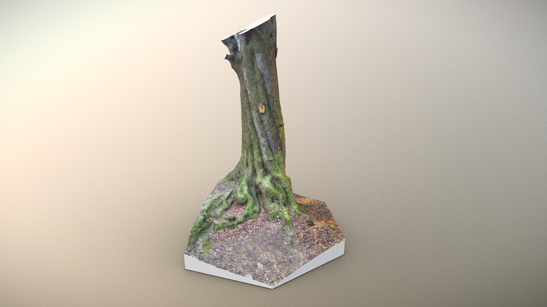 Tree Scan - 3D model by herbst (@felix.herbst) [f8bcdee] - Sketchfab