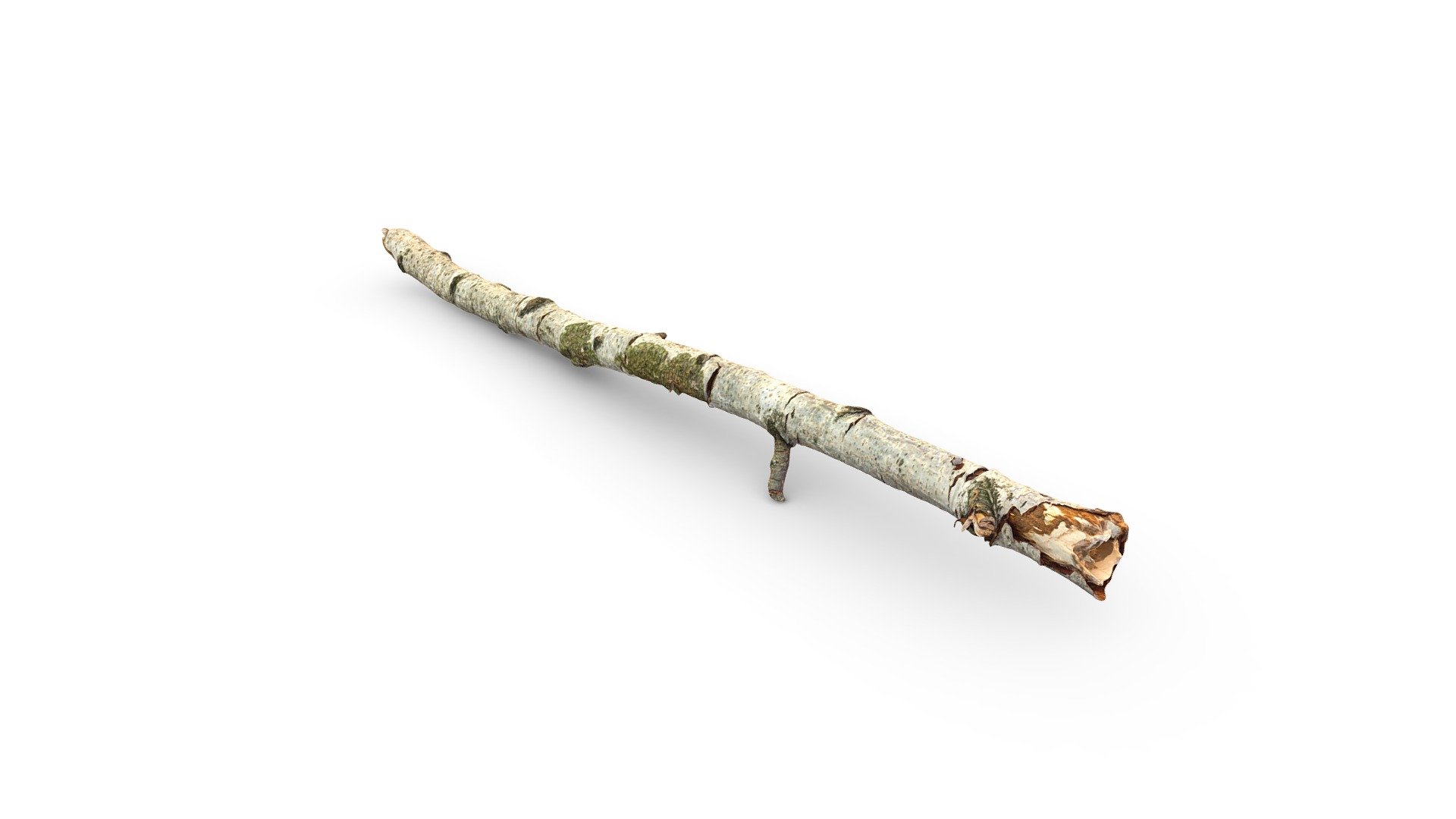Birch Stick with Moss - 3D model by RawCatalog.com (@rawcatalog ...