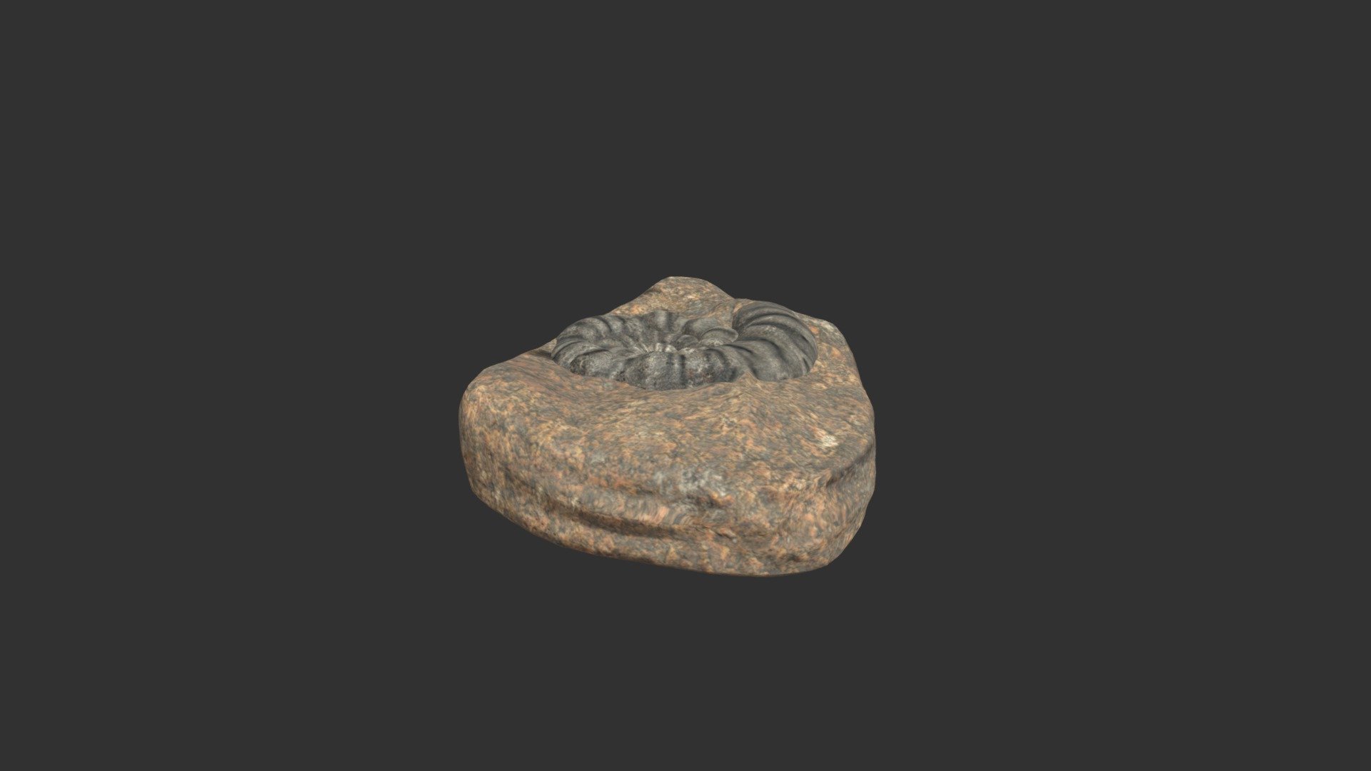 Fossile - Download Free 3D model by ilarioseb [f8c60b5] - Sketchfab