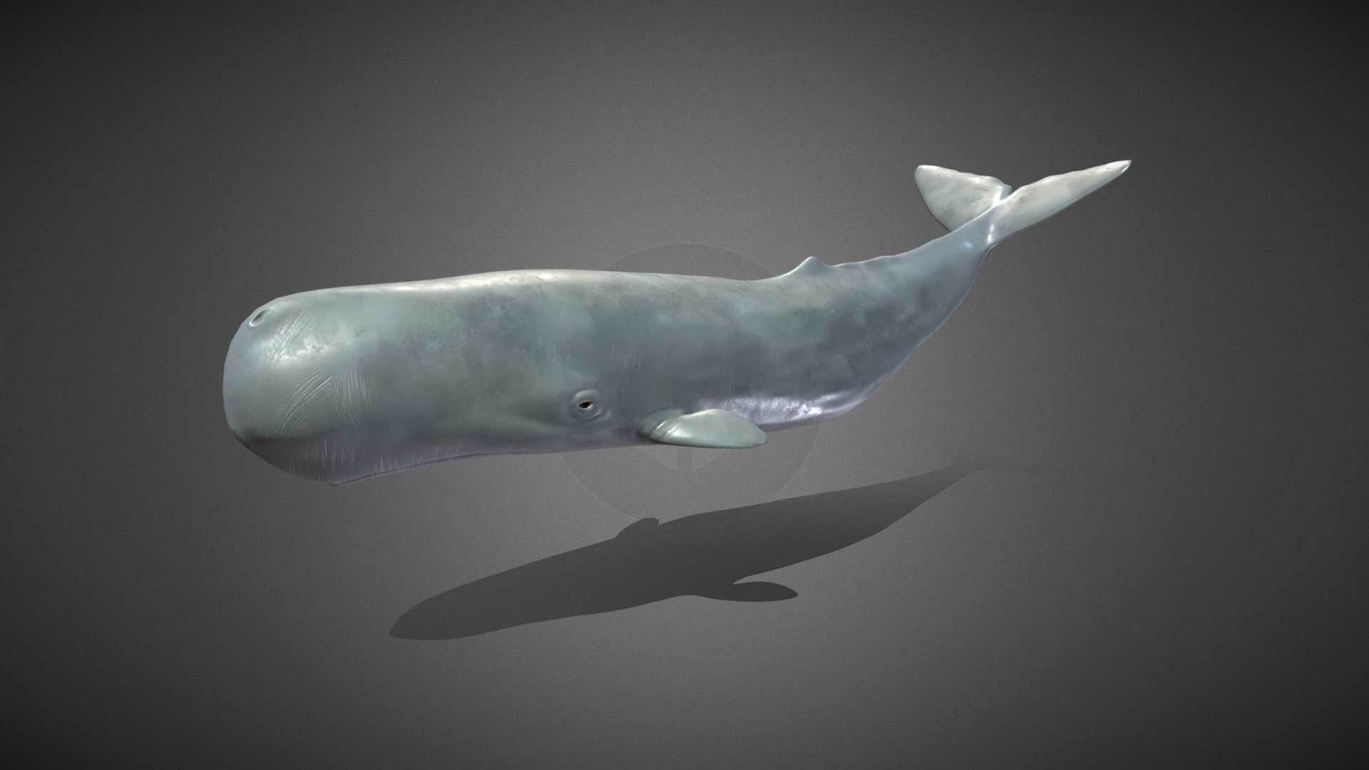 Sperm Whale - Buy Royalty Free 3D model by 3dartstevenz [f8ce2dc ...