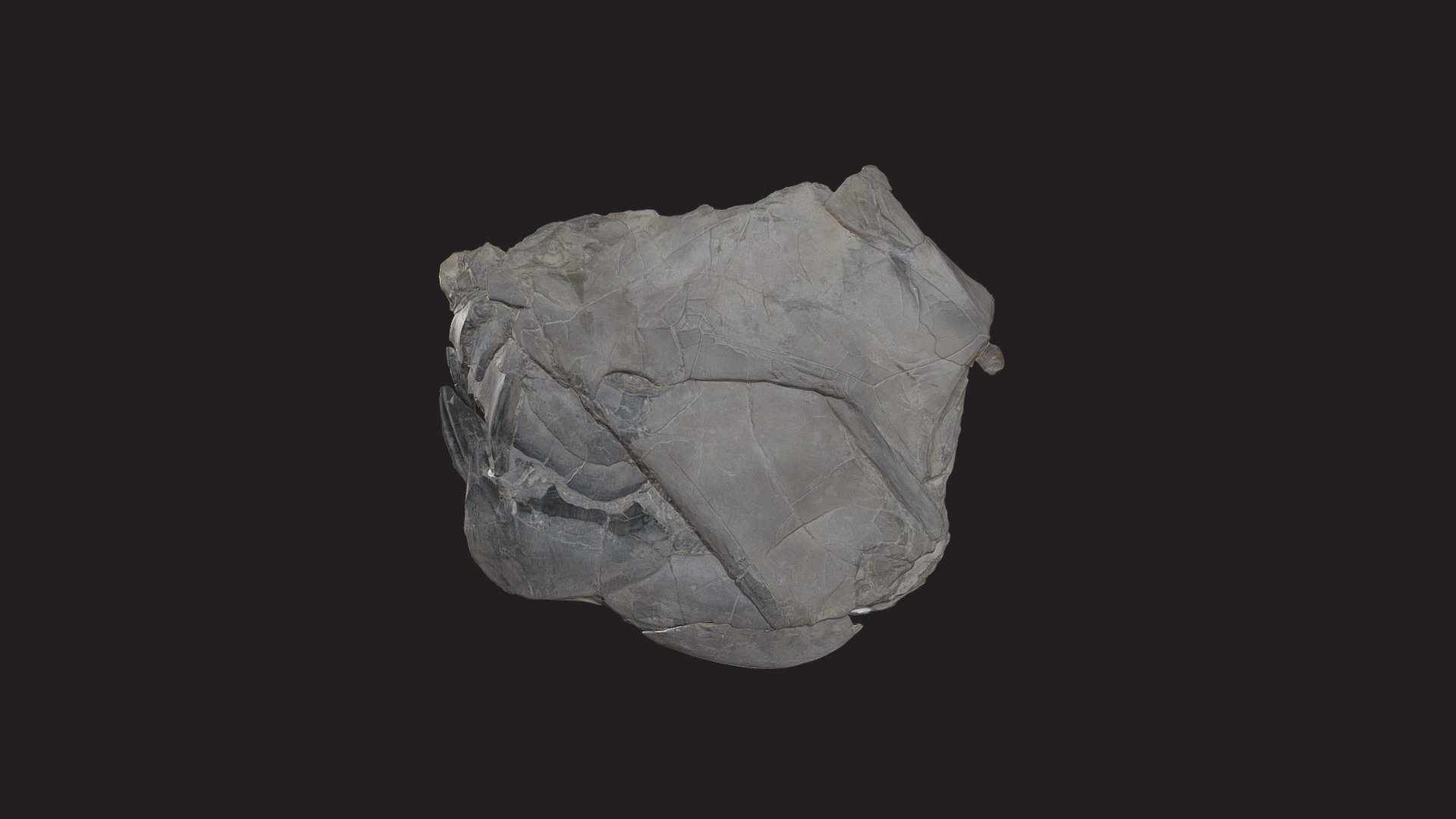 CMNH 8131, Dunkleosteus terrelli - 3D model by Cleveland Museum of ...
