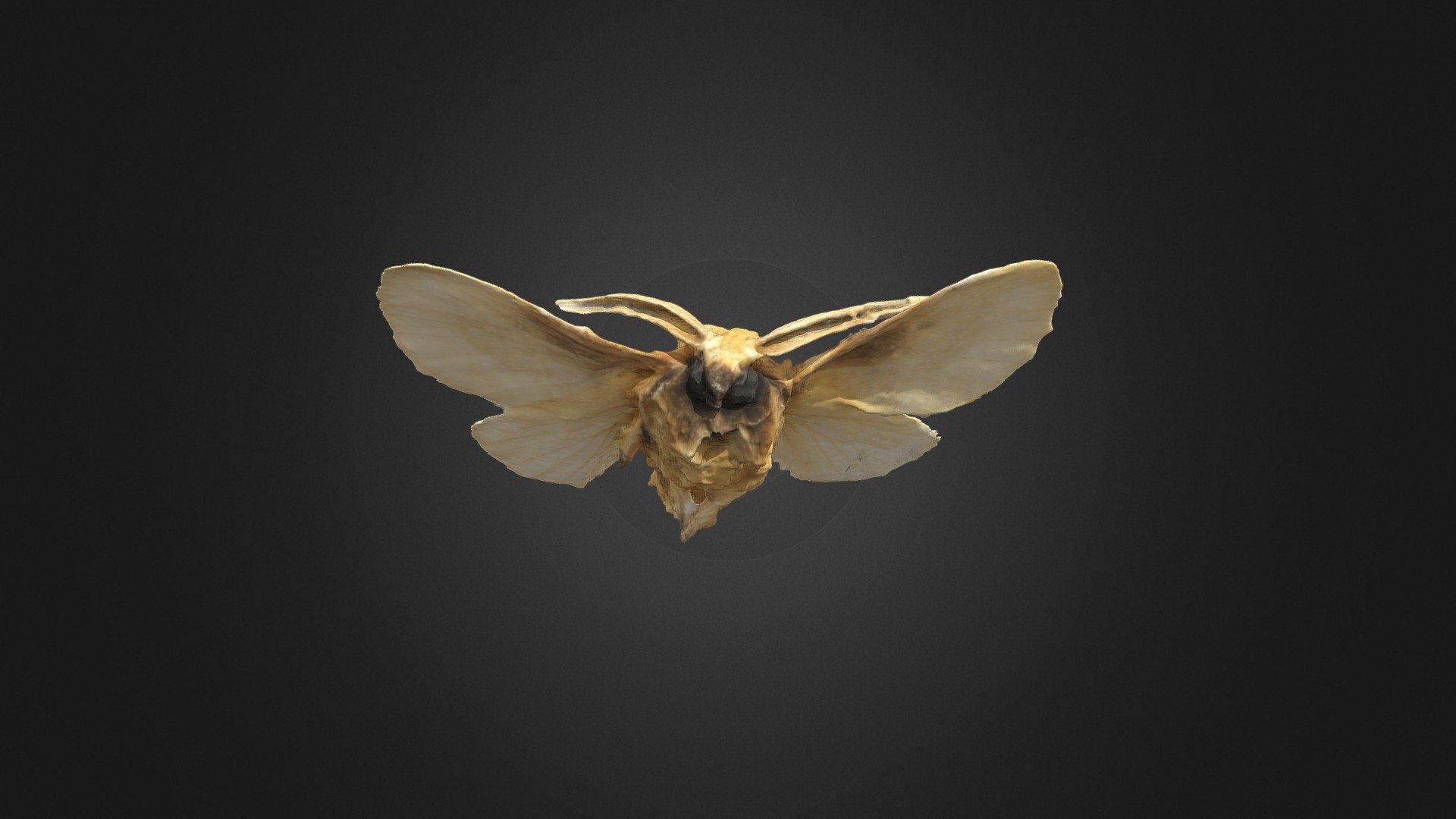 Black-Waved Flannel Moth - 3D model by University Libraries at Virginia ...