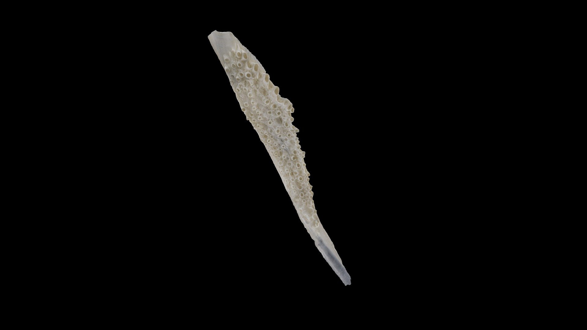 Cod (Gadus morhua) Infrapharyngeal - Download Free 3D model by 4-OCEANS ...