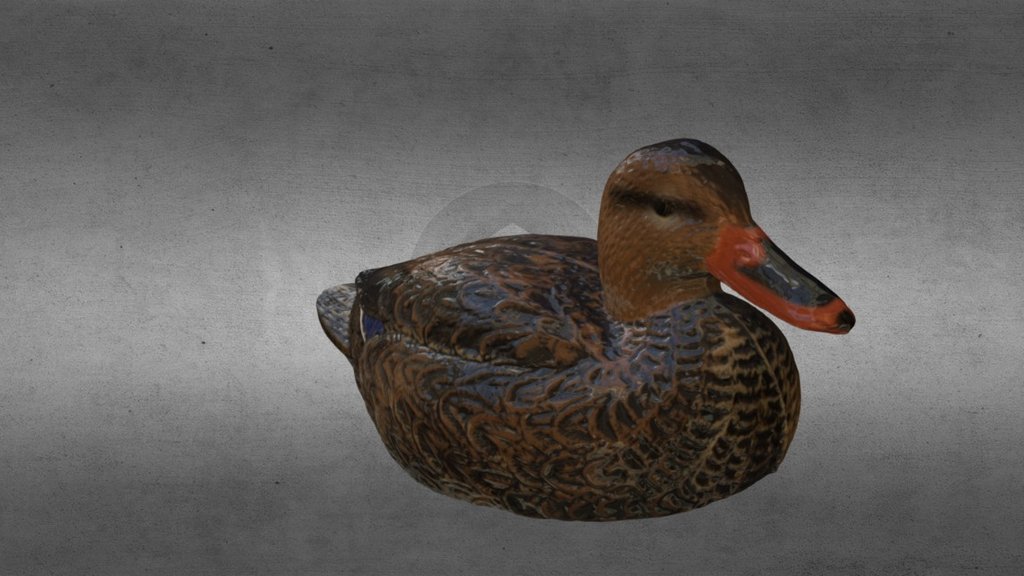 DUCK 01 - Download Free 3D model by bobbymcgoo [f8dfd4e] - Sketchfab