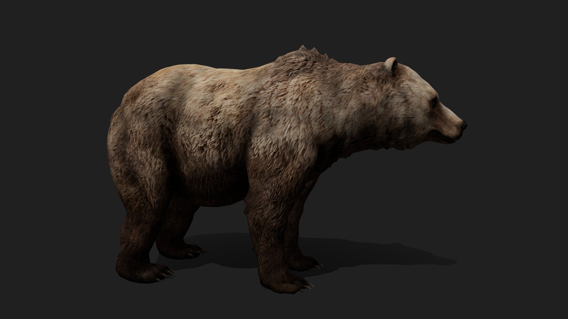 Realistic Bear / Urso 3D Model - 3D model by WildMesh 3D (@WildMesh_3D) [f8ef529] - Sketchfab