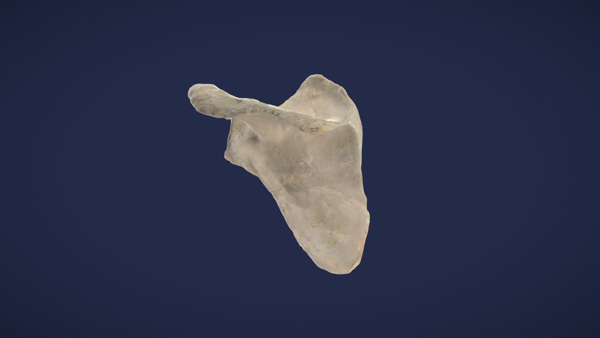 Scapula - 3D model by Institute of Anatomy Rostock (@Alexander ...