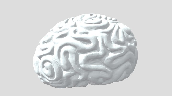 Brain 3D models - Sketchfab