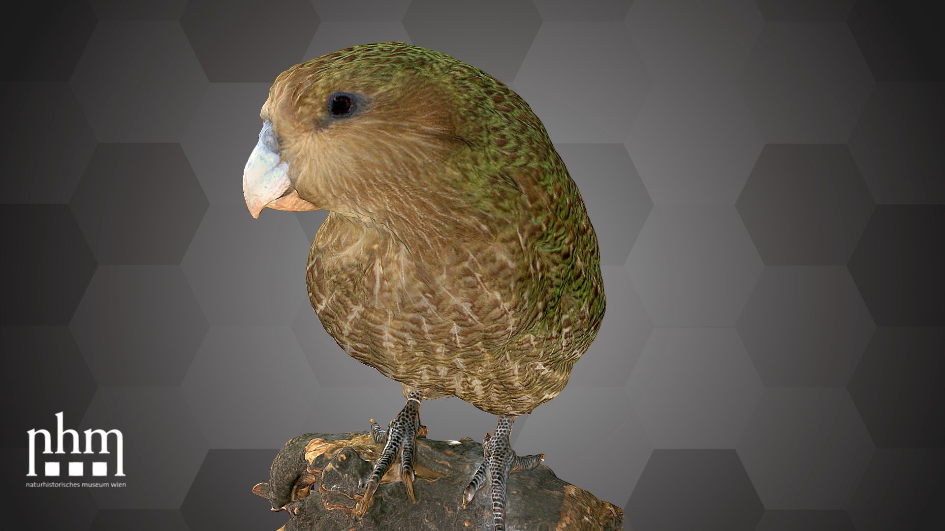 Kakapo (NHMW-ZOO-VS-12219) - Download Free 3D model by Natural History ...