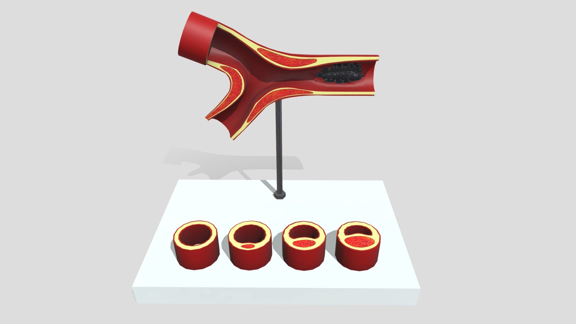 Artery model - Buy Royalty Free 3D model by digikstudio [f908433 ...