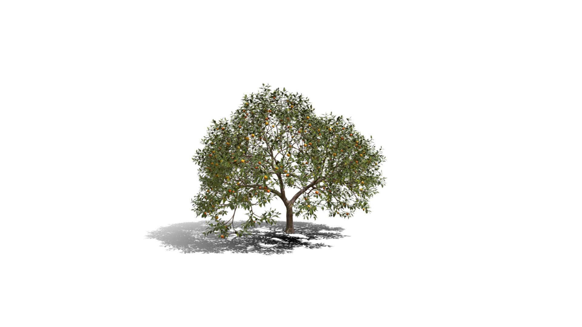 Realistic HD Sour orange (8/30) - Download Free 3D model by ...